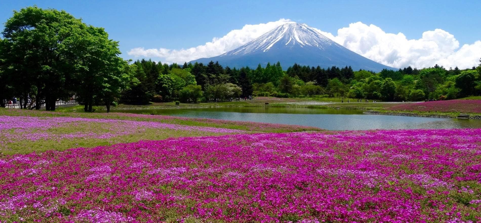 The Fuji Shibazakura Festival: thousands of flowers at the foot of ...